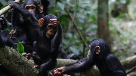 Los Simios Pueden Recordar A Amigos Que No Han Visto En Décadas