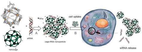 Novel Nanocages For Delivery Of Small Interfering Rnas Lifeboat News The Blog