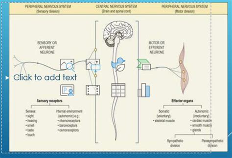 Exam Flashcards Quizlet