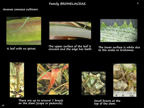 Ananas Comosus Botany Brisbane