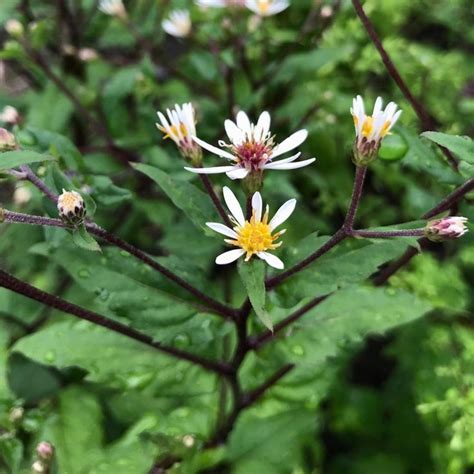 Rebecca Mcmackin On Instagram “white Wood Aster Like All Of The