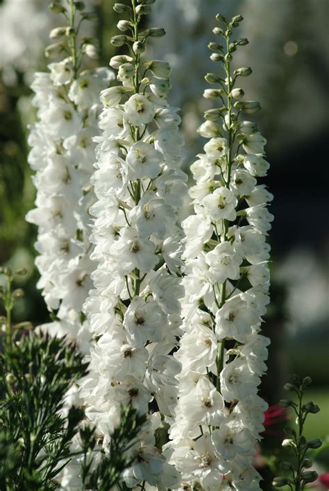 Delphinium Elatum Guardian White Muller Seeds
