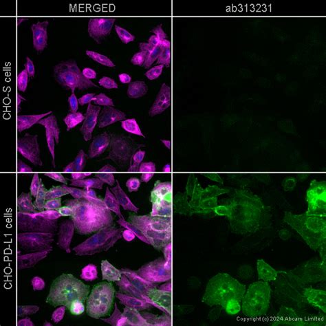 Alexa Fluor® 555 Anti Pd L1 Antibody Sp142 C Terminal Ab313231