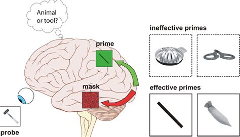 Ventral And Dorsal Stream