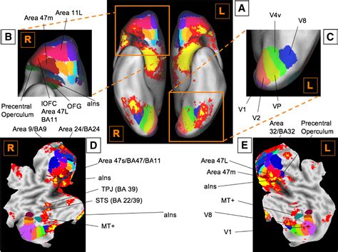 Figure 6 From Functional Grouping And Cortical Subcortical Interactions