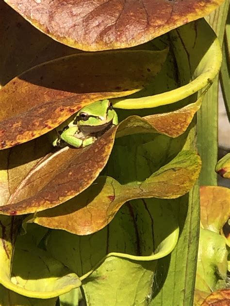 A Frog Hides In Between Sarracenia Planters Place