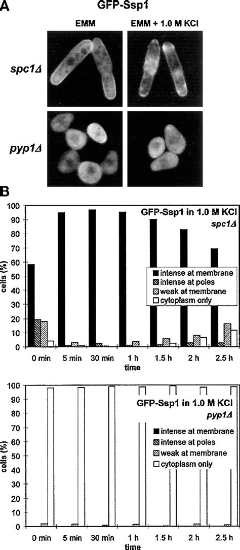 Figure 7 From Ssp1 Promotes Actin Depolymerization And Is Involved In Stress Response And New