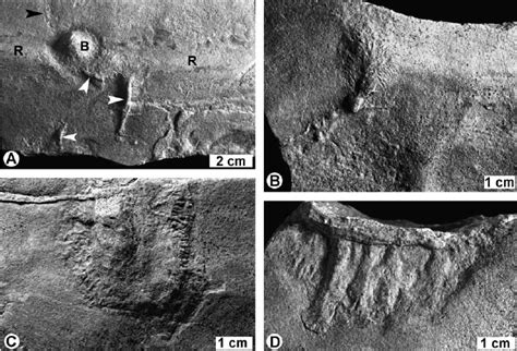Examples Of The Pseudofossil Aristophycus Convex Epirelief Of The