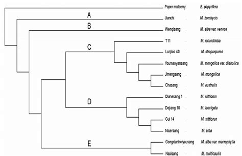 Strict Consensus Phylogenetic Trees Obtained From The Analysis Based On