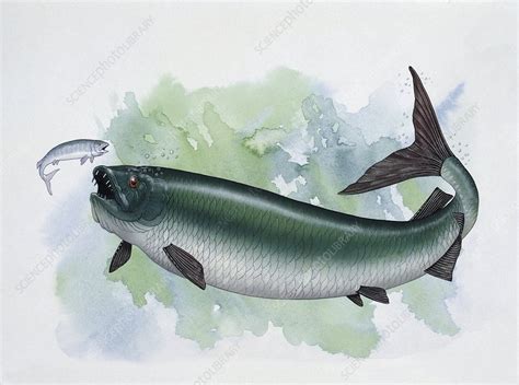 Xiphactinus Hunting A Fish Illustration Stock Image C0294319 Science Photo Library
