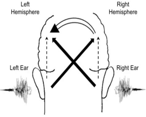 Psy 2210 Ch 16 Lateralization Language And The Split Brain The Left