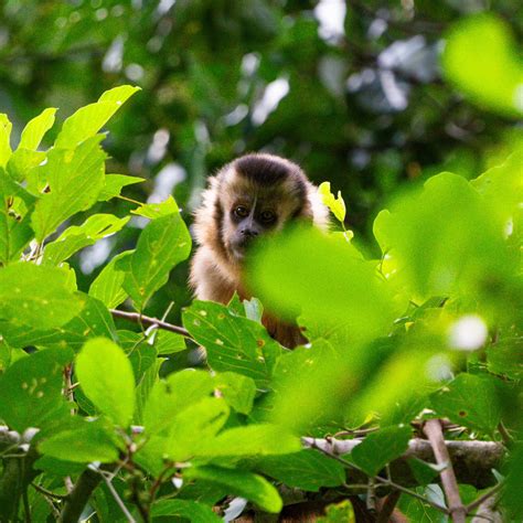 Refugio 1 Capuchin Monkeys Show Remarkable Intelligence 🧠 Capuchin