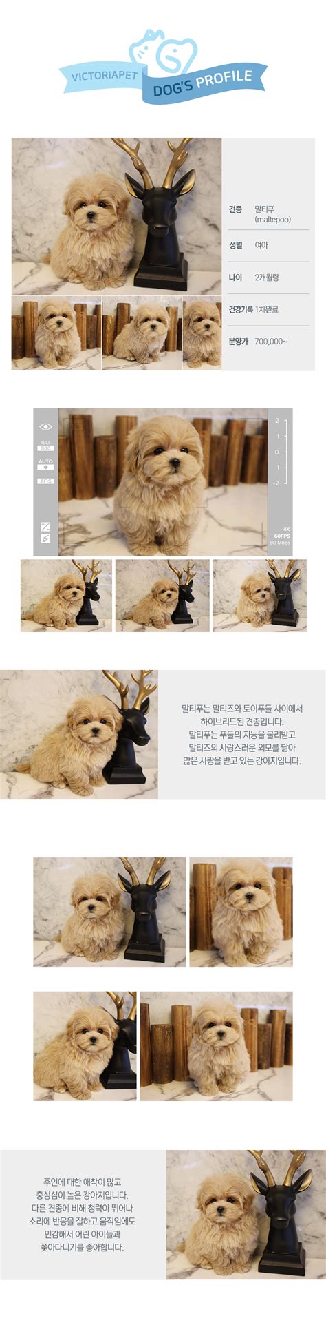 말티푸 뱅갈고양이 도베르만분양 미니말티즈 스핑크스고양이분양 장모치와와 빠삐용 스핑크스고양이 브리티시숏헤어분양 빅토리아펫 강아지분양 펫샵