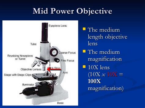 What Is High Power Objective In Microscope At Wanda Hatton Blog