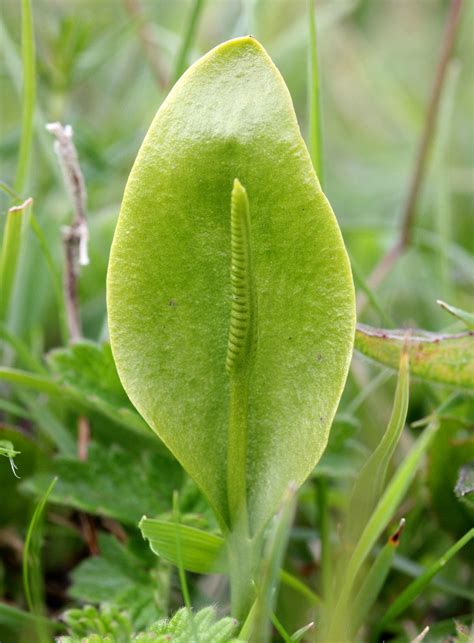 Adders Tongue Naturespot