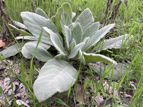 Yakima Area Arboretum Natures Toilet Paper Mullein Verbascum