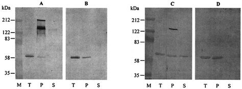 Immunoblots Illustrating The Oligomerization State Of Wild Type And Download Scientific Diagram