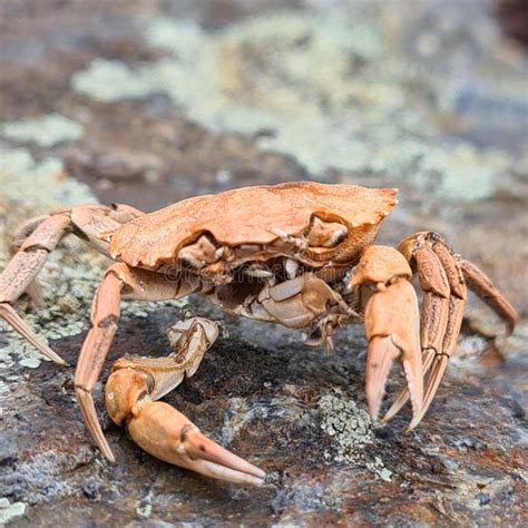 Closeup Of A Crab With An Orange Shell Stock Image Image Of Outdoor Legs 264383619 Closeup Of A Crab With An Orange Shell Stock Image Image Of Outdoor Legs 264383619