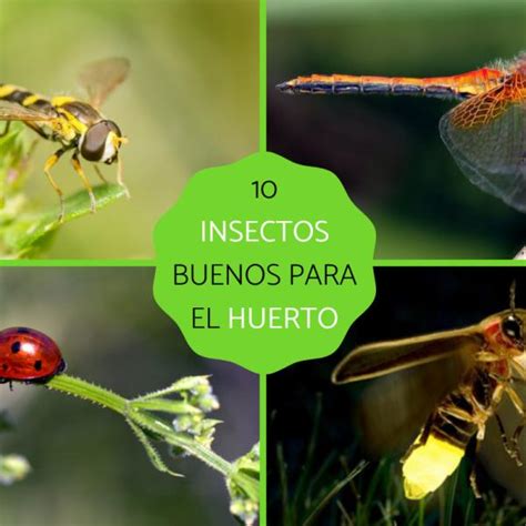Insectos Que Son útiles