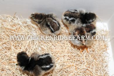 Silver Double Laced Barnevelder