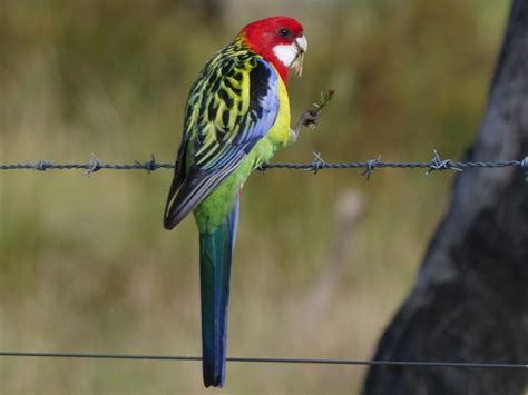 Rosellas Are Canberras Own Festive Flash Mob Region Canberra