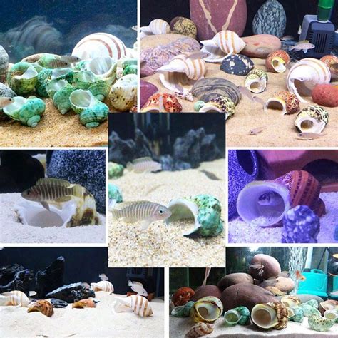 15pcs Hermit Crab Replacement Shells Natural Conch Aquarium