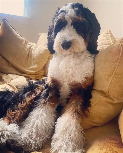 Sunny The Bernedoodle With Extra Long Legs