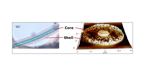 spatial structure investigation of porous shell layer formed by