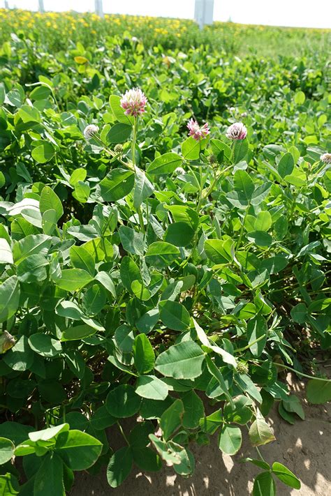 Alsike Clover Forage U Pick