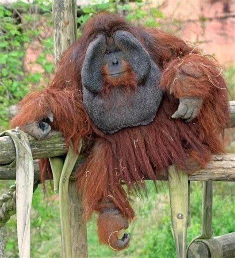 블라인드 블라블라 여자 친구가 저한테 마이크로 칩을 심으려고 해요