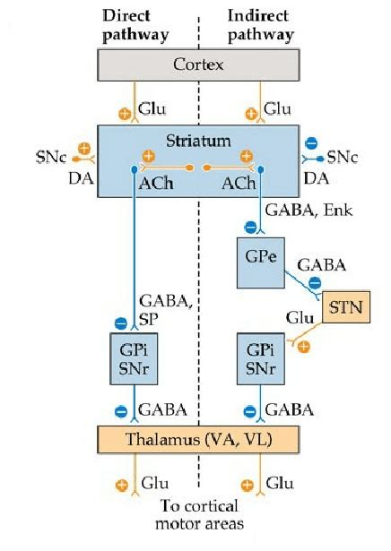Circuit Diagram For Direct And Indirect Pathways Neurotransmitters Ach Download Scientific