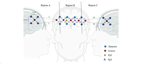 Partitioning The Prefrontal Cortex Only A Subregion Showing The Download Scientific Diagram