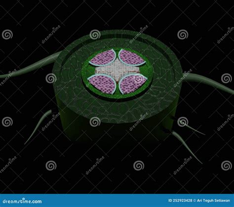 Diagram Showing Internal Root Structure For Dicot Stock Illustration Illustration Of Circle