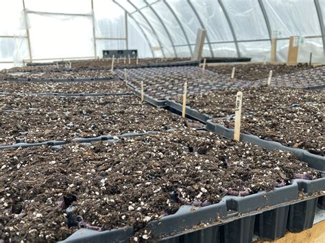 Dropseed Pec Native Plant Nursery