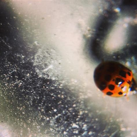 Premium Photo High Angle View Of Ladybug