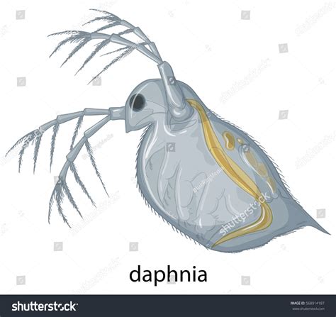 Daphnia Magna Diagram