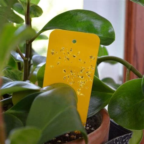 Summit Houseplant Sticky Traps 48 Ct