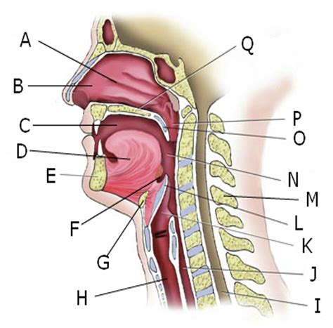Final Exam Labeling Diagram 11 Diagram Quizlet