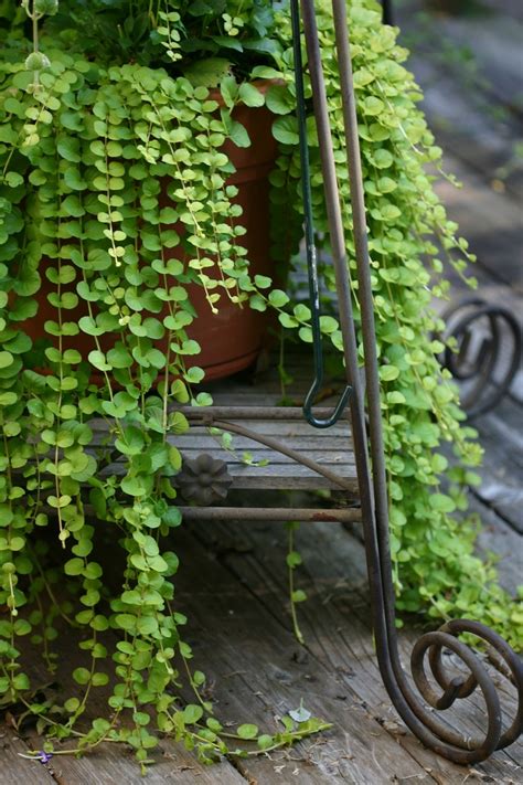 71 Best Trailing Plants Flowers Images On Pinterest House Plants