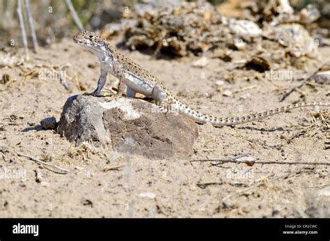 Longnose Leopard Lizard Gambelia Wislizenii Bosque Del Apache National Wildlife Refuge