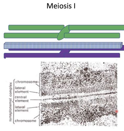 10 1 Recombination And Negative Interference Flashcards Quizlet
