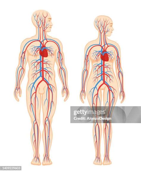 Circulatory System Diagram Labeled