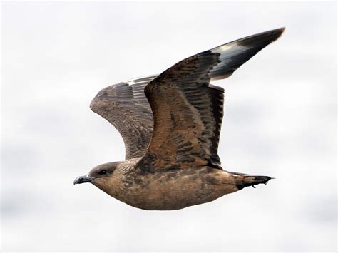 Chilean Skua Ebird