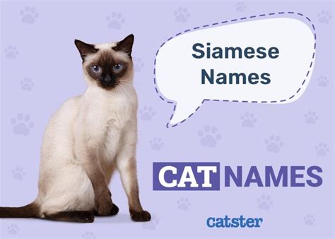210 Siamese Cat Names Ideas For Sassy Felines Catster