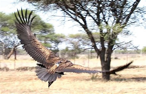 Vrystaatse Aasvoël Tuis In Die Waterberg Die Pos