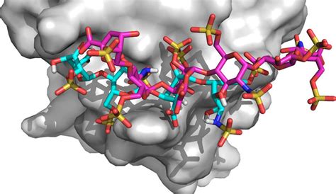Docking Of The Heparin Tetramer Probe To The Ligand Free Structure Of Download Scientific