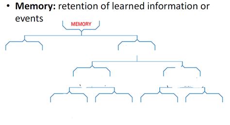 Diagram Of Forms Of Memory Quizlet