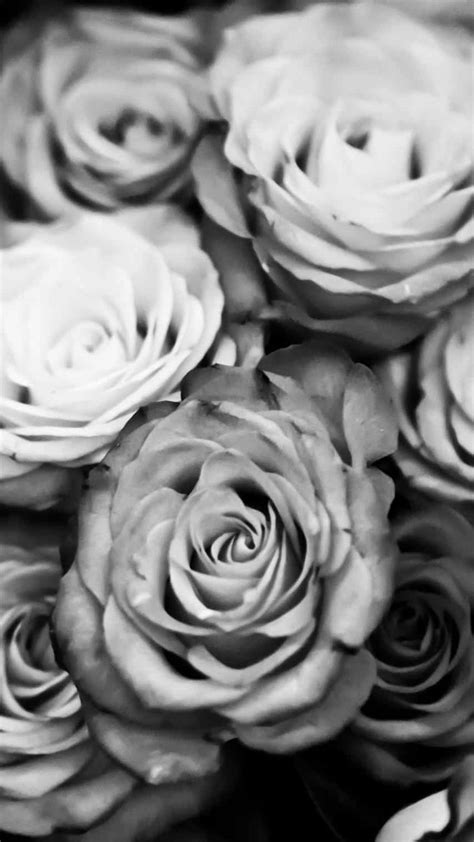 Gray Rose Wallpapers Top Free Gray Rose Backgrounds Wallpaperaccess
