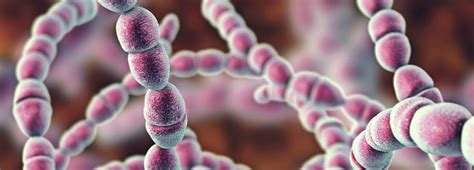 Streptococcus Thermophilus Alquimia Farmácia De Manipulação Em