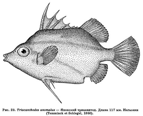 Triacanthodes Anomalus Temminck And Schlegel 1850